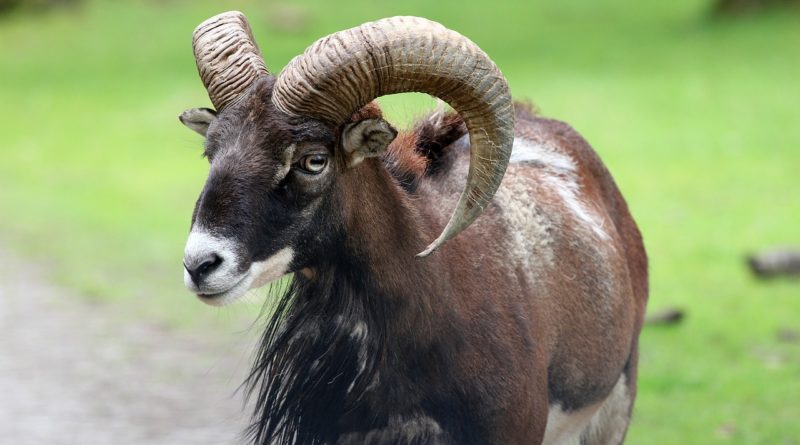 Goat Head Curry Recipe | Mahilalu